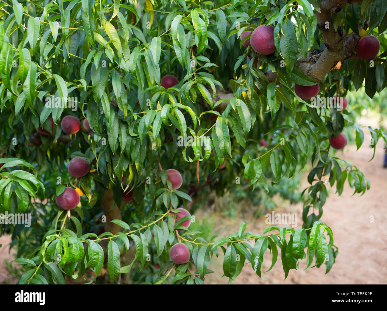 Image of fresh peaches almost ready for harvest in garden at summer day ...