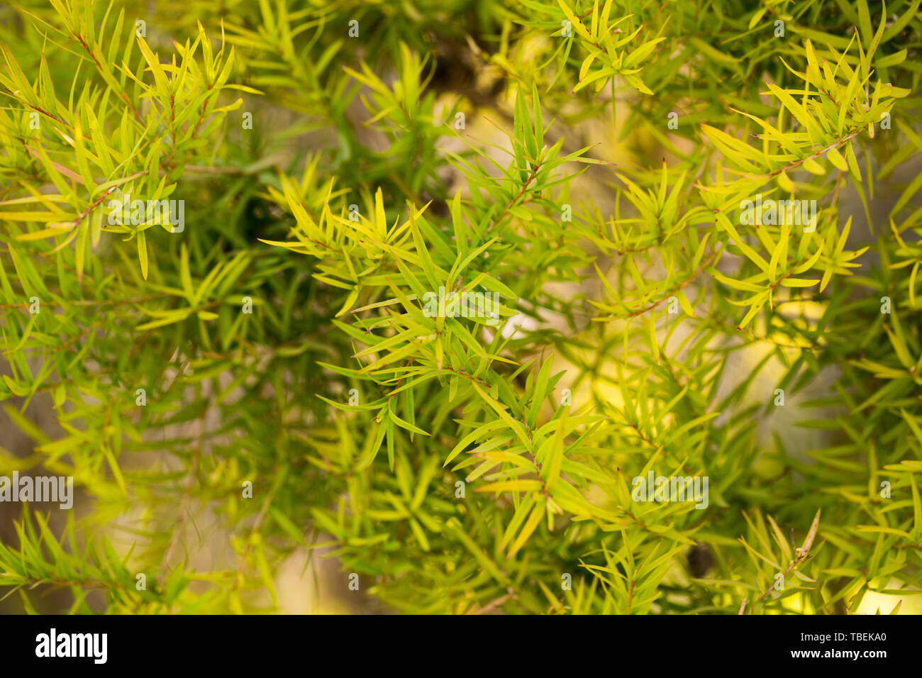 Flax-leaved Paperbark is a Melaleuca tree species with fragrant leaves ...