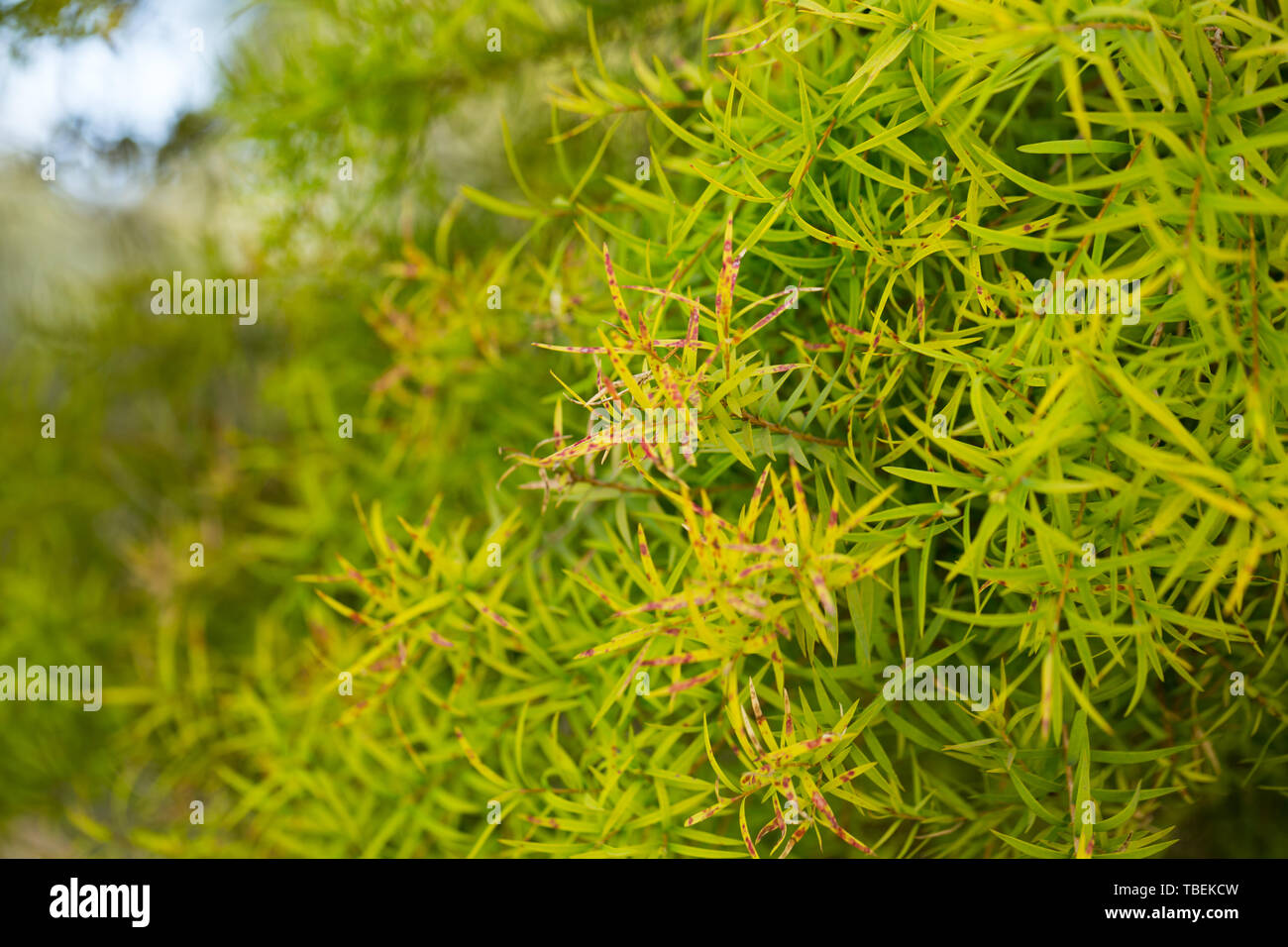 Flax-leaved paperbark shrub at spring day, closeup view Stock Photo - Alamy
