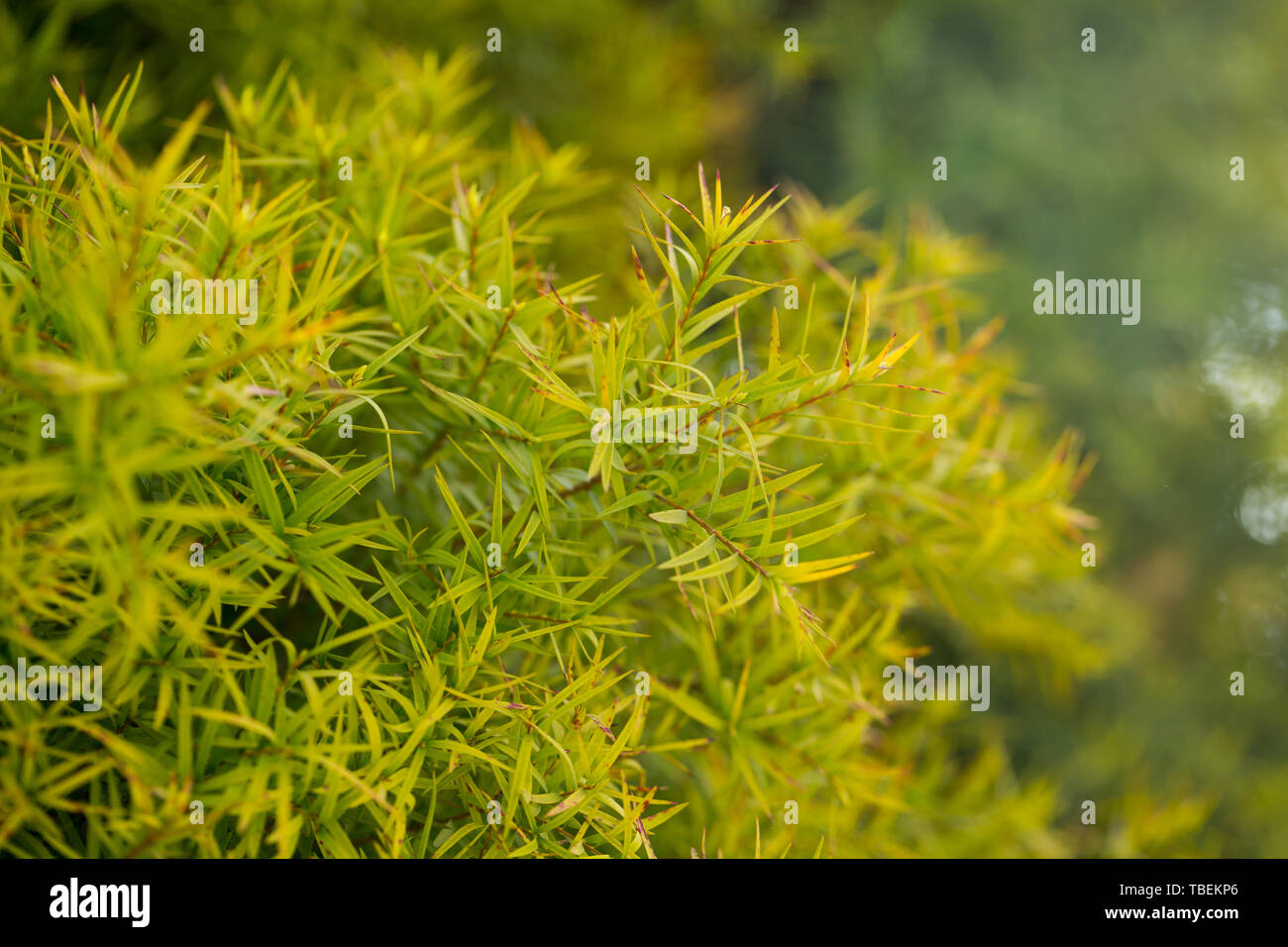 Close-up view of Melaleuca linariifolia plant at sunny day Stock Photo ...