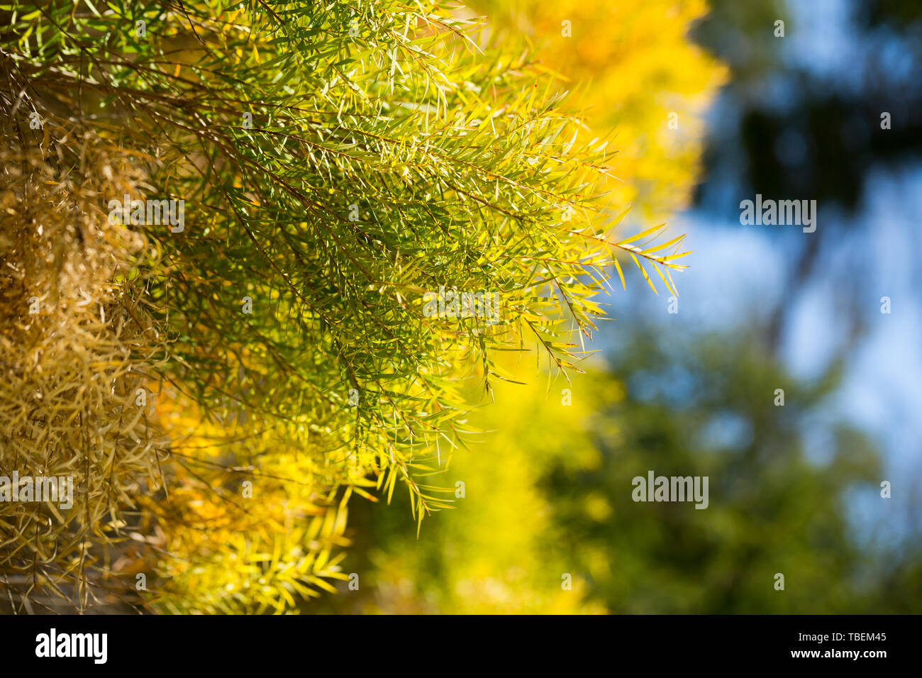 Branch of narrow-leaved paperbark tree at spring day Stock Photo - Alamy