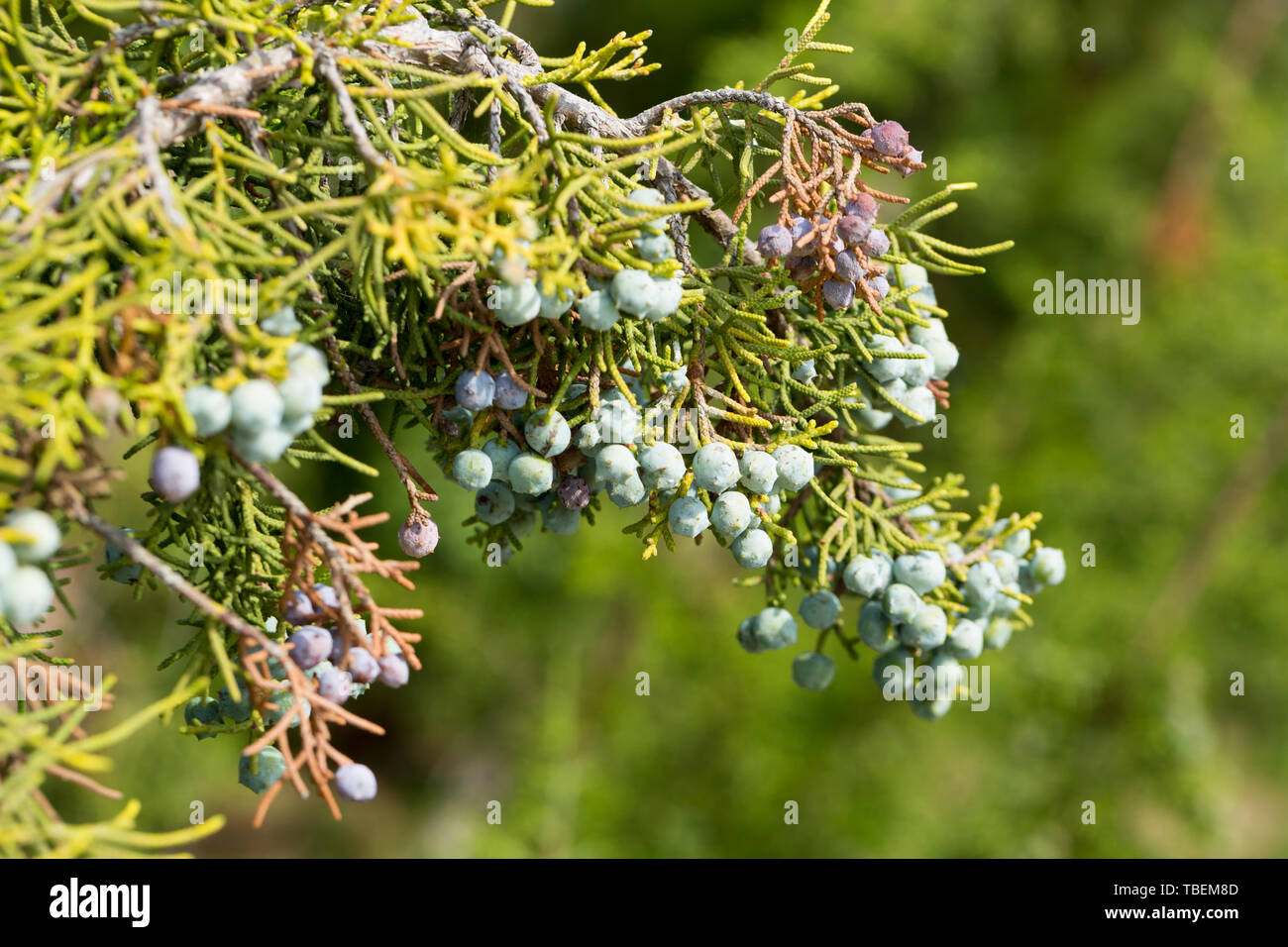 California juniper fruits - blue-brown cones with bluish bloom on ...