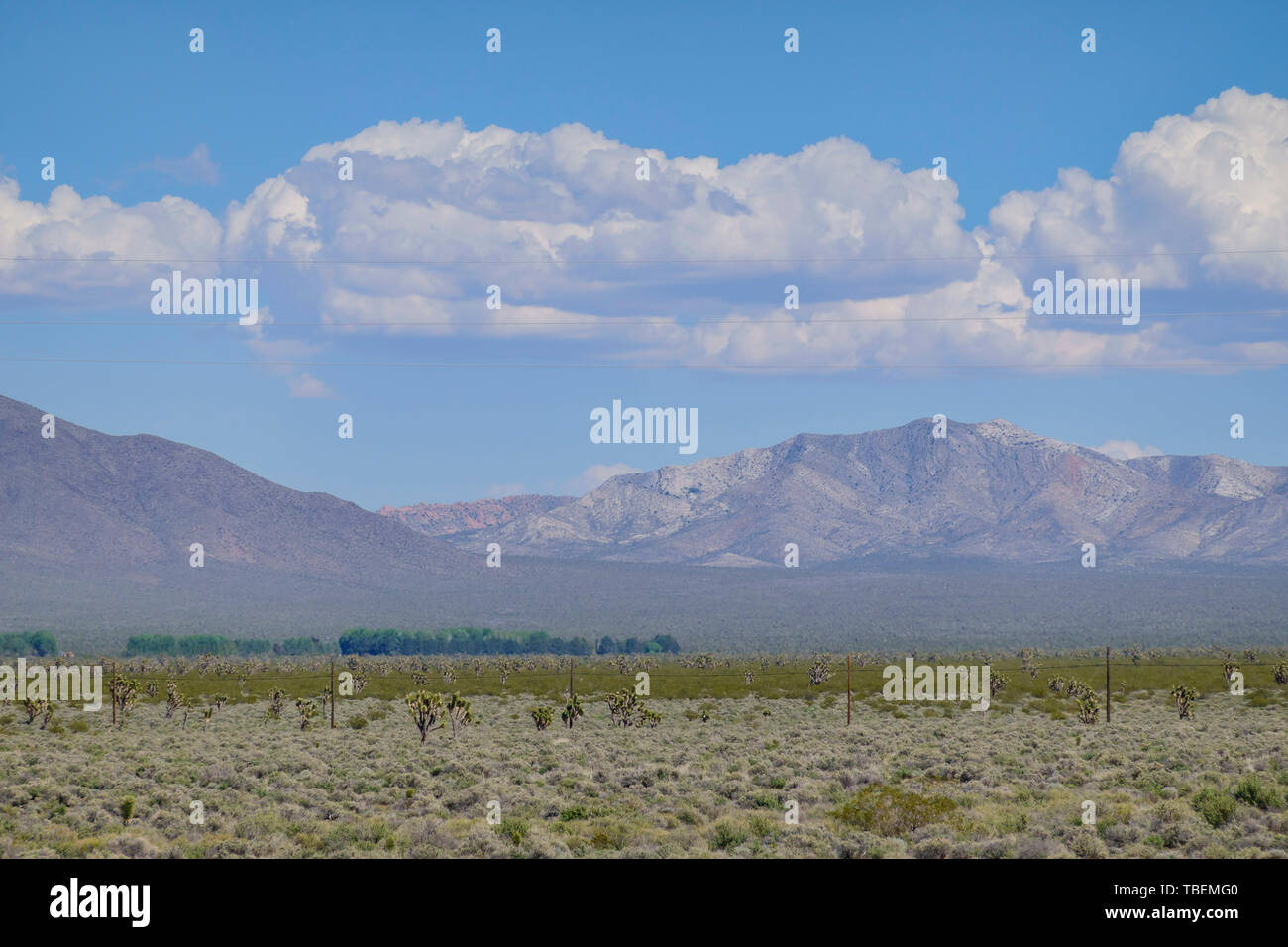 Yucca vacation hi-res stock photography and images - Alamy