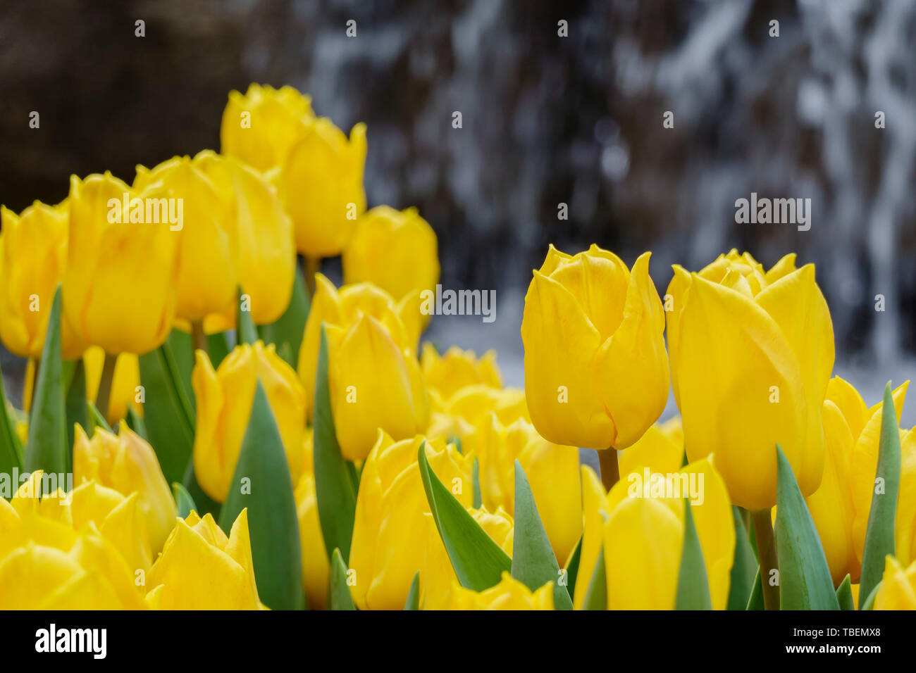 Tulips and waterfall hi-res stock photography and images - Alamy