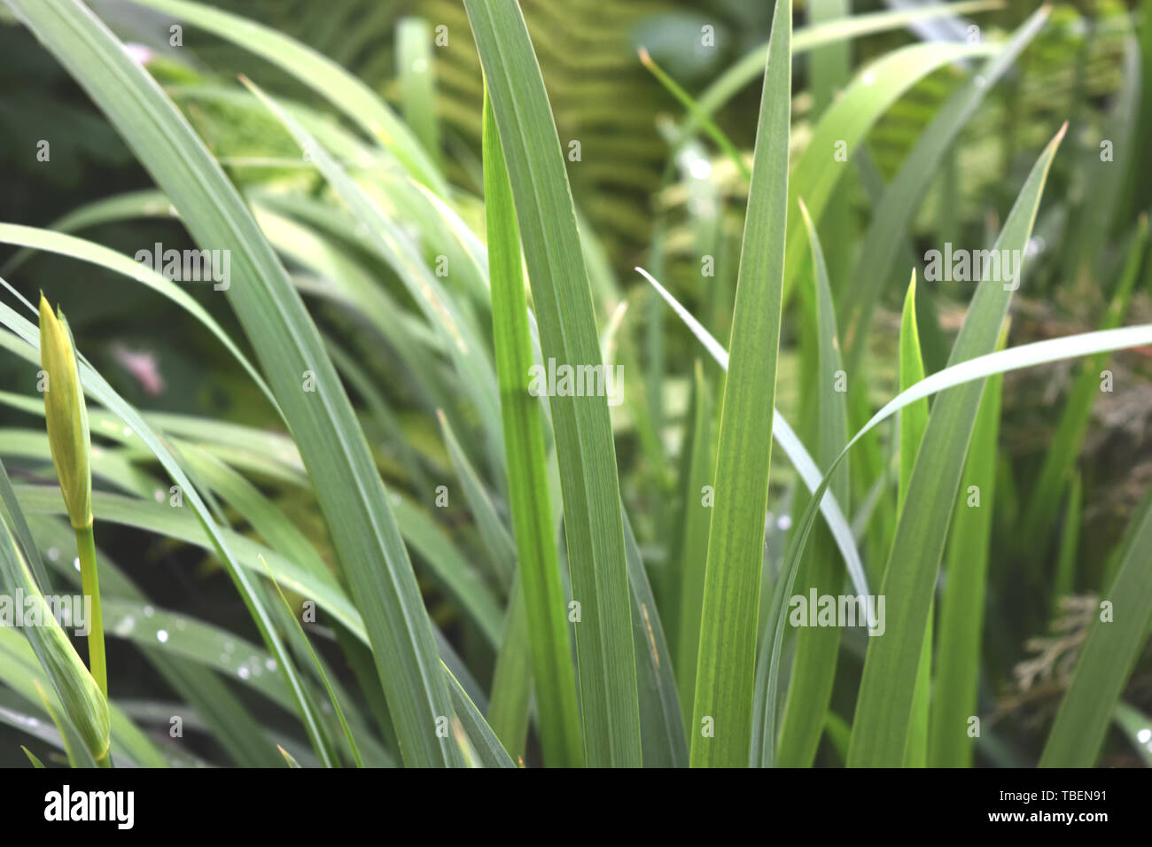 Green Plant Background For Your Design And Needs Stock Photo - Alamy