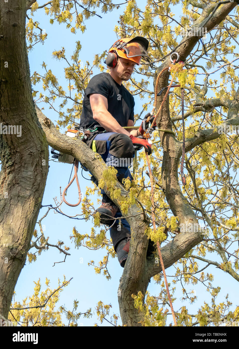 Tree Surgeon or Arborist adjusting his safety ropes Stock Photo - Alamy
