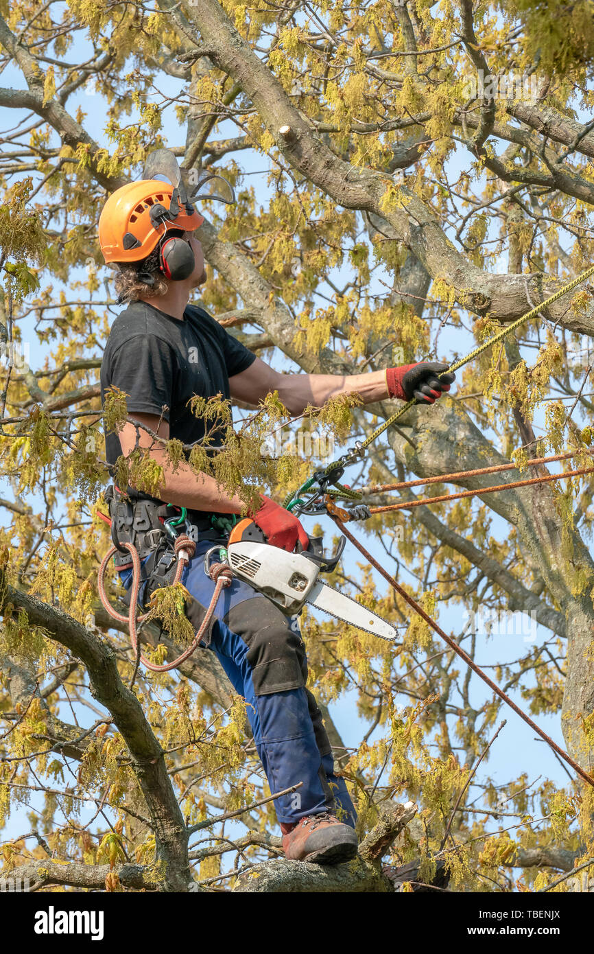 Tree Surgeon or Arborist with a chain saw and safety ropes up a tree ...