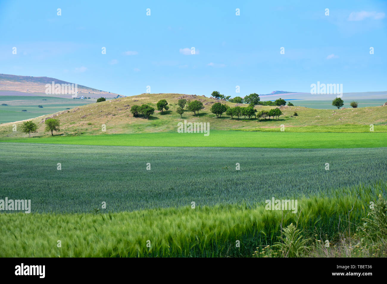 Rye fields hi-res stock photography and images - Alamy