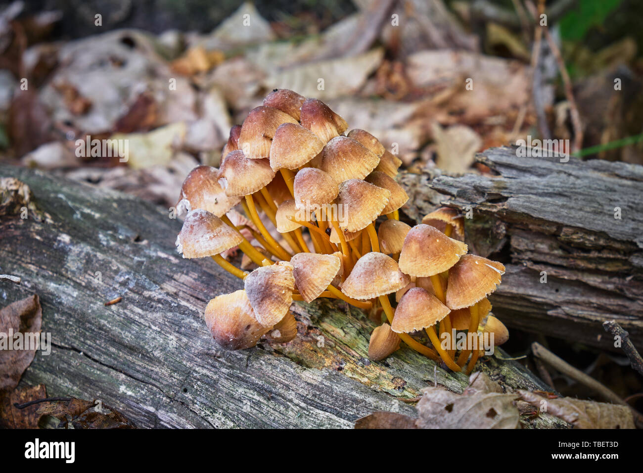 Commonly known as the clustered bonnet or the oak stump hi-res stock ...