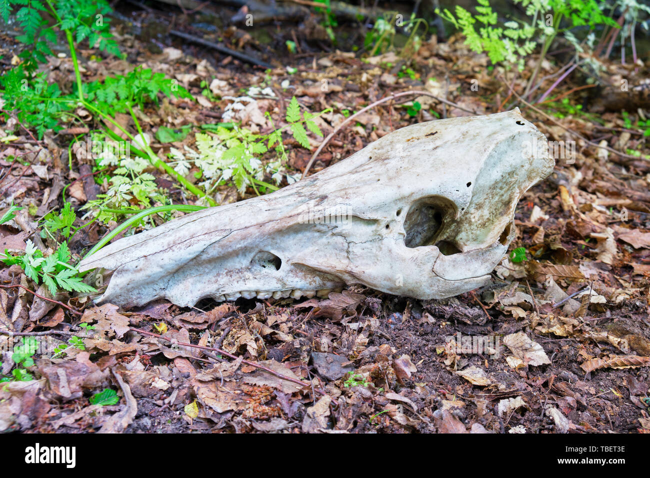 Skull Deer Forest Dead Stock Photos & Skull Deer Forest Dead Stock ...