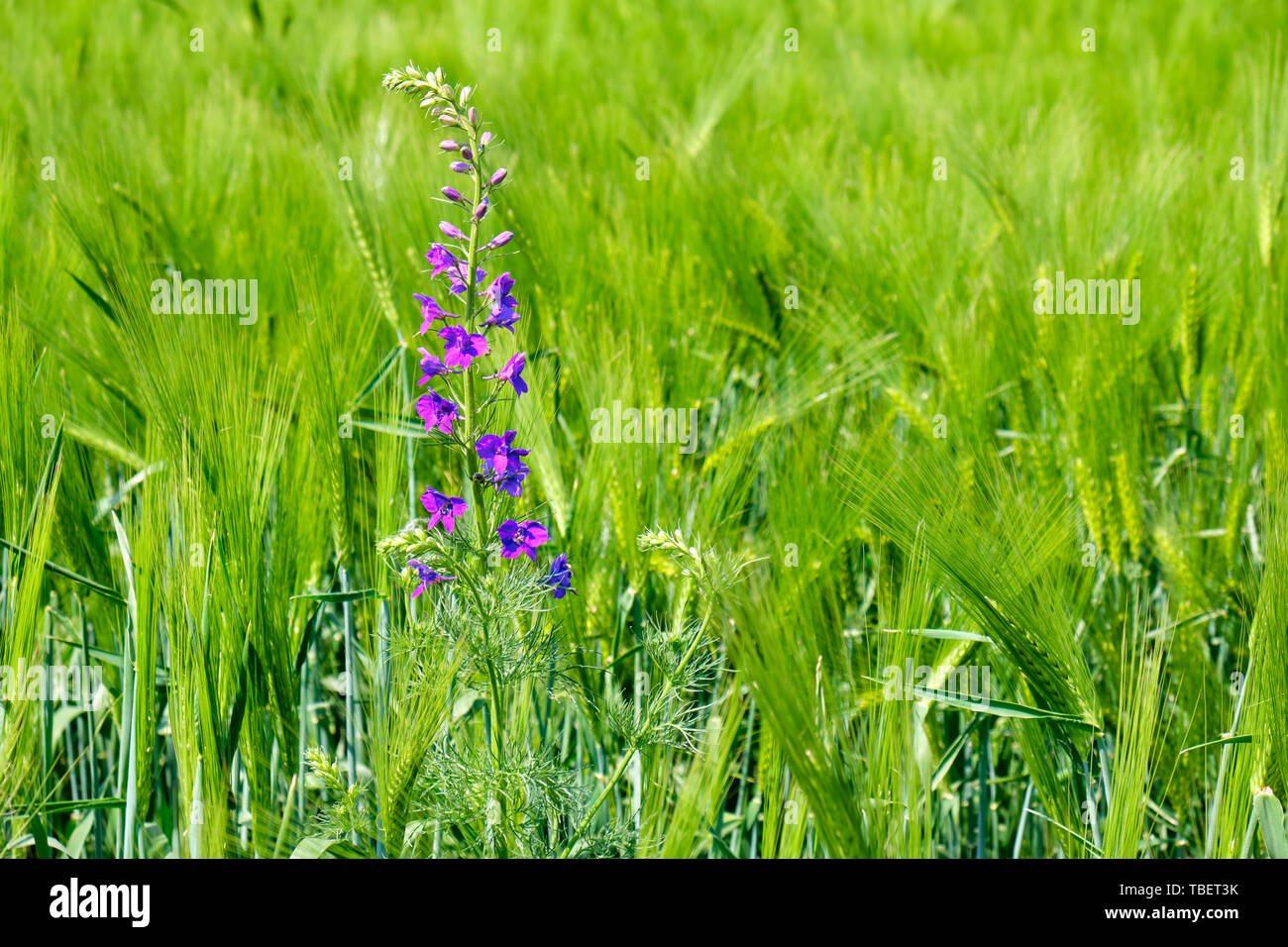 Wild purple flower in a young, fresh green rye field, with bright ...