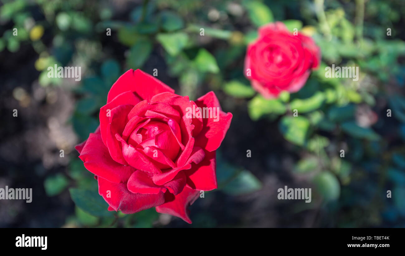 Recent photo hi-res stock photography and images - Alamy