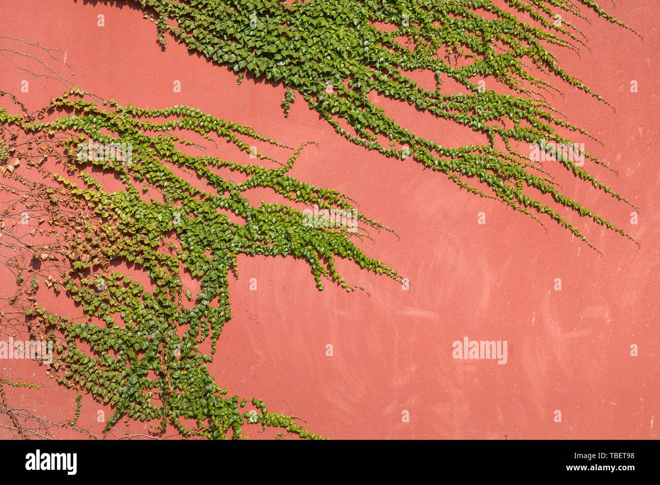 Red rough wall texture Stock Photo - Alamy
