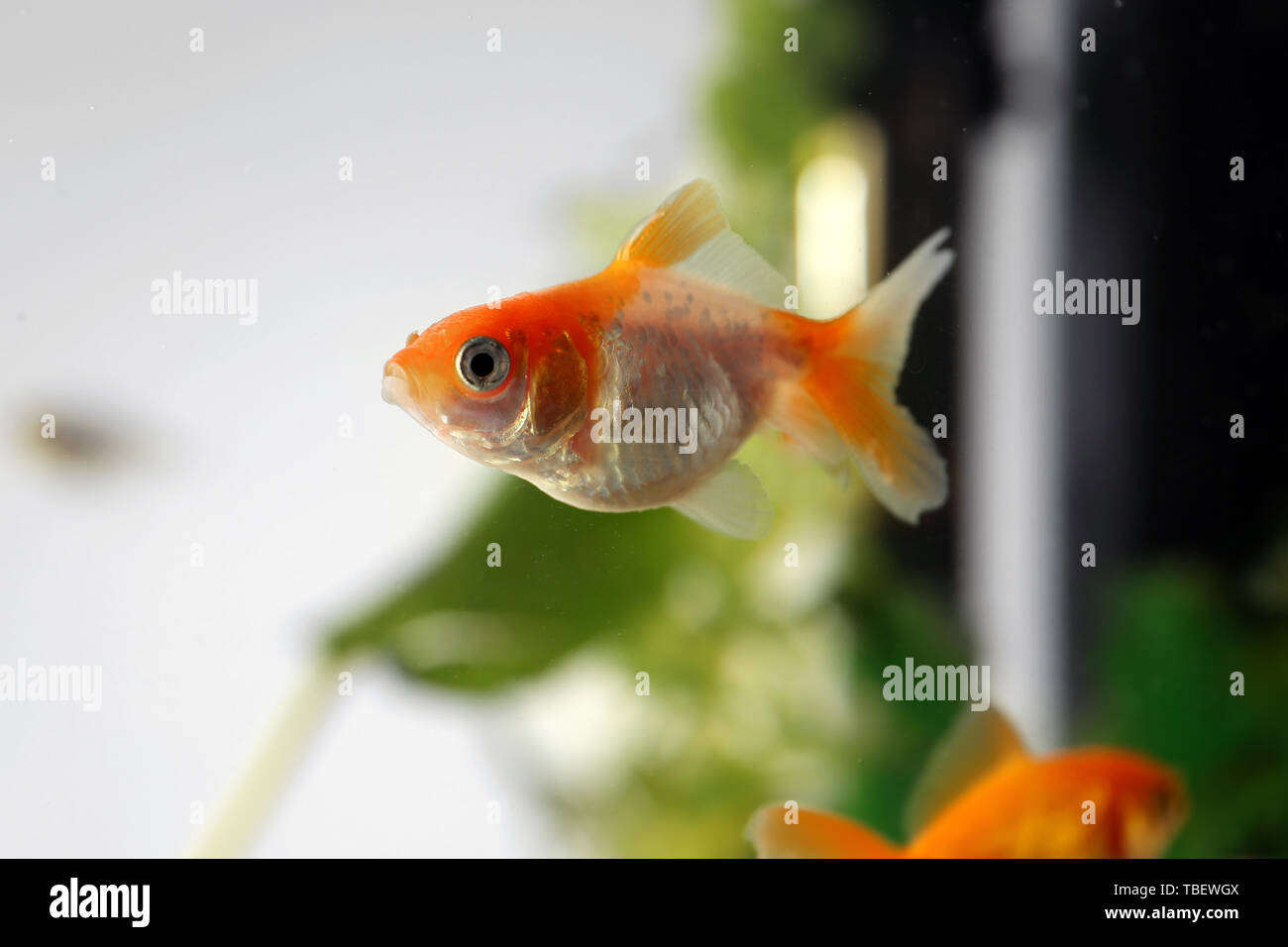 Beautiful fish in aquarium Stock Photo - Alamy