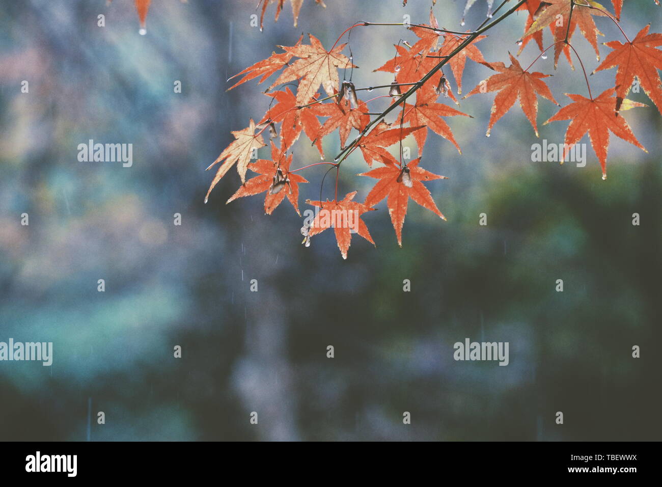 Late autumn red maple Stock Photo - Alamy