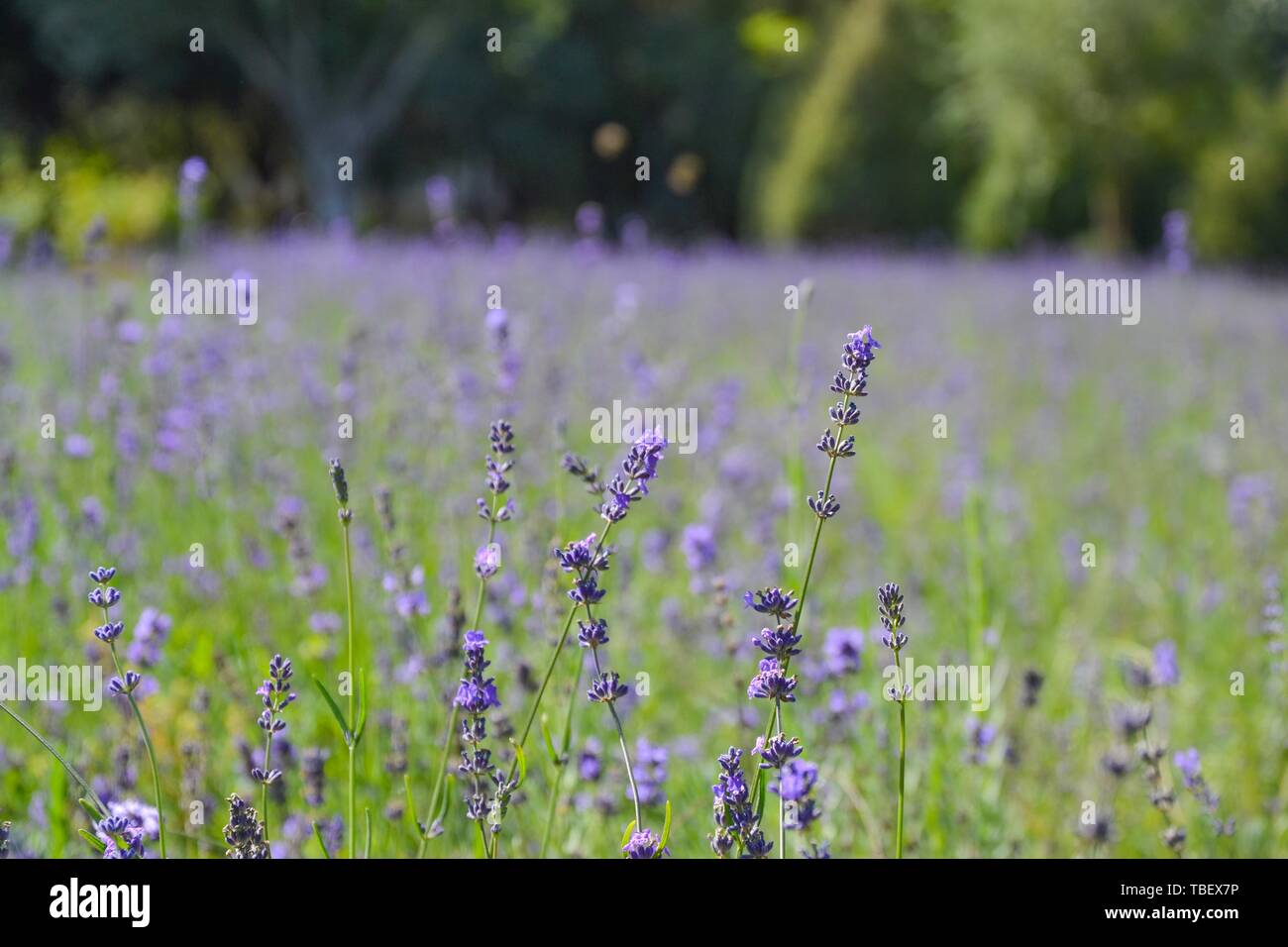 Sea grass sea lavender in hi-res stock photography and images - Alamy