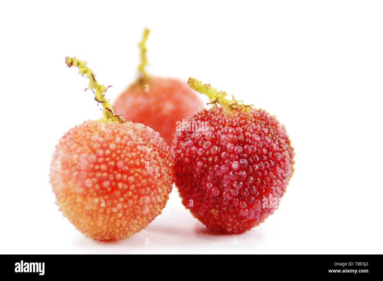 Bayberry leaves hi-res stock photography and images - Alamy