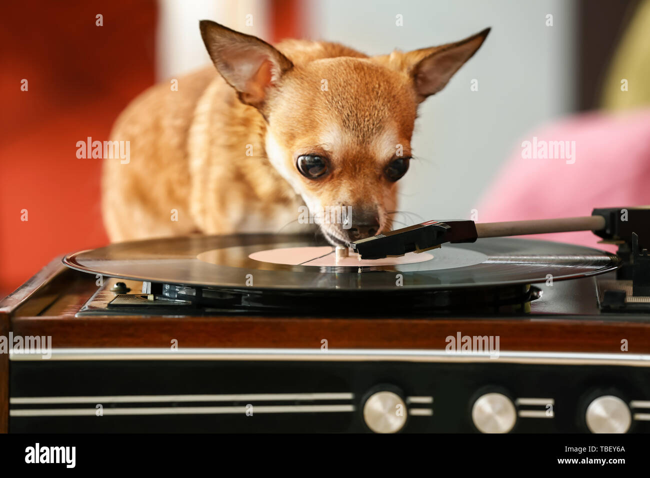 Music record player dog hi-res stock photography and images - Alamy