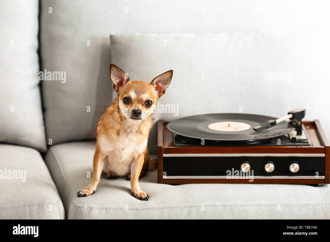 Cute funny dog near record player with vinyl disc on sofa Stock Photo ...