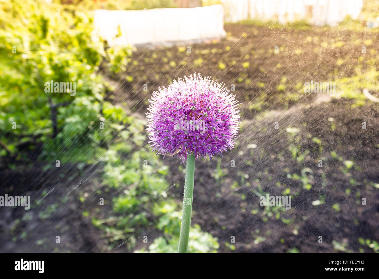 Purple garlic flower in spring garden Stock Photo - Alamy
