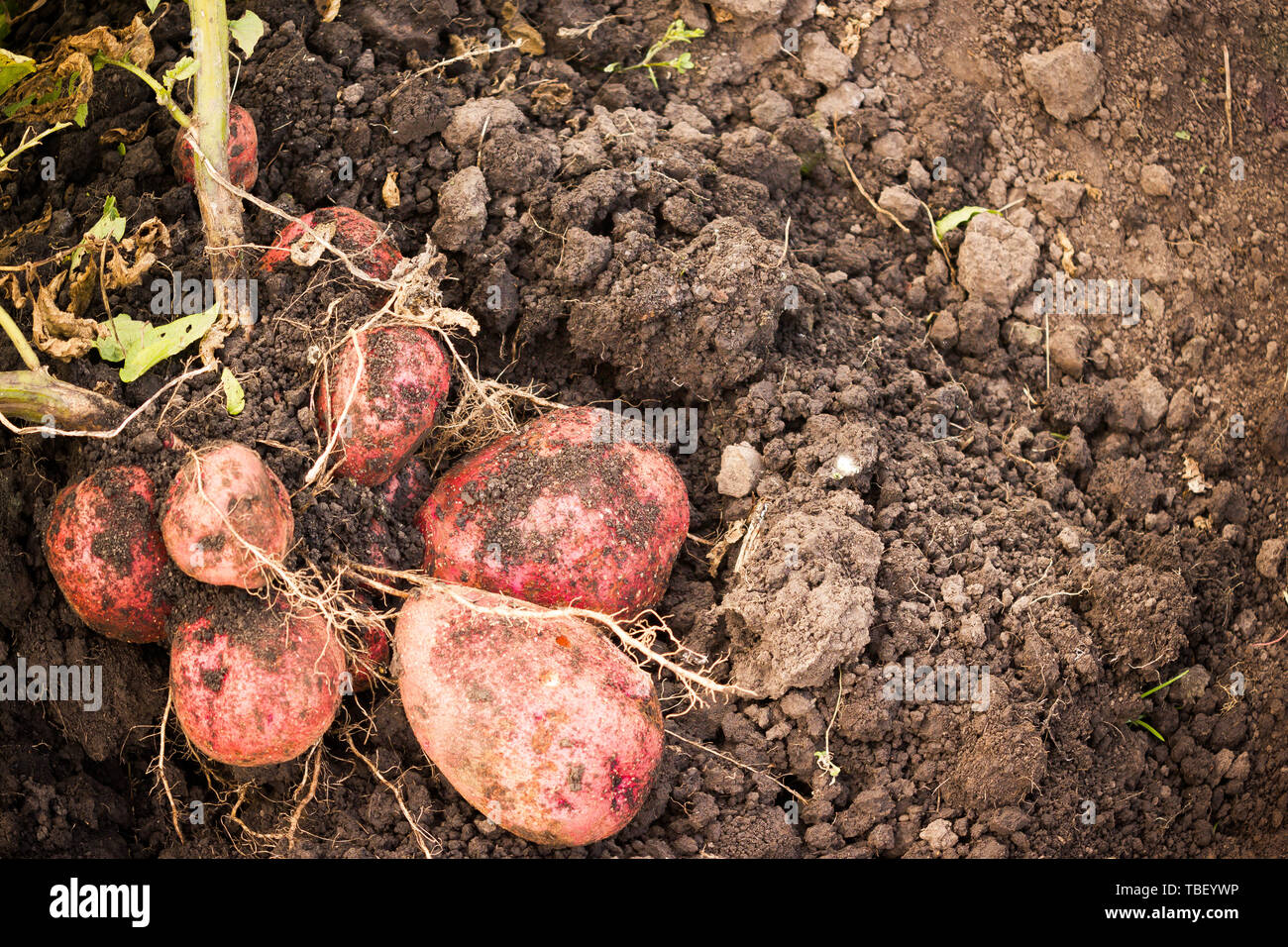 Potato harvest. Bush of potatoes dug out of ground Stock Photo - Alamy