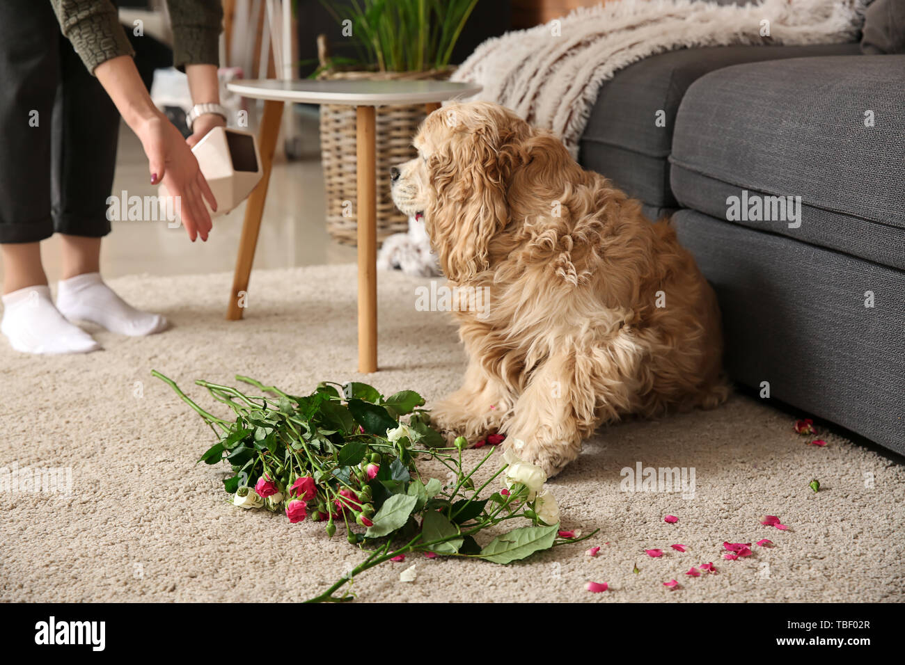 Hygiene dog mess hi-res stock photography and images - Alamy