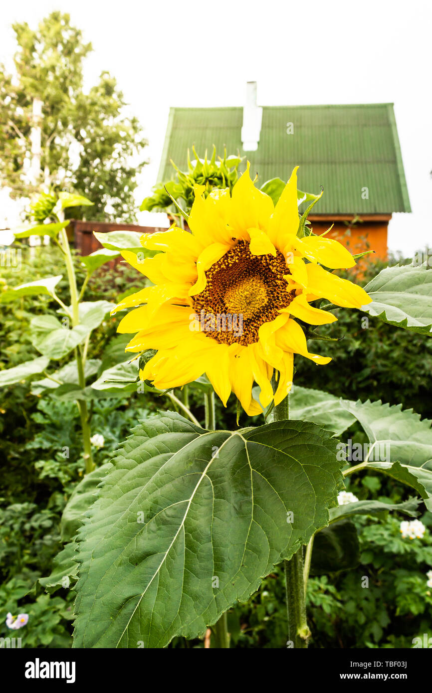 Sunflower grows in garden. Summer joyous flower, symbol of sun Stock ...