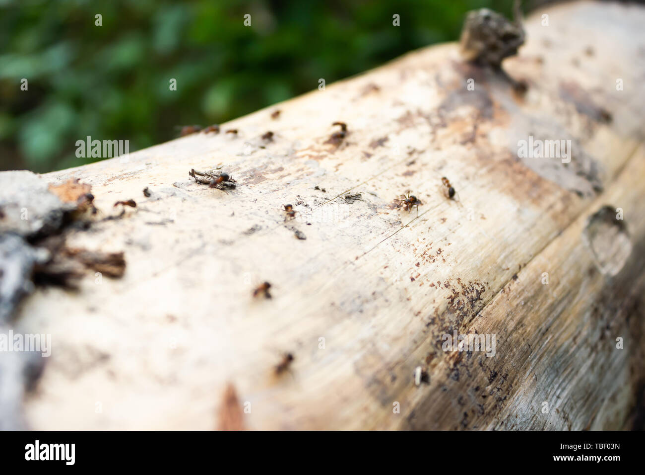 Run wood ants hi-res stock photography and images - Alamy