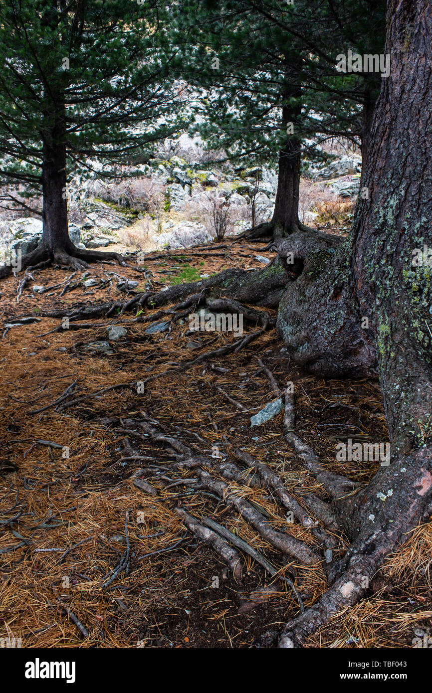 Old tree roots as background Stock Photo - Alamy