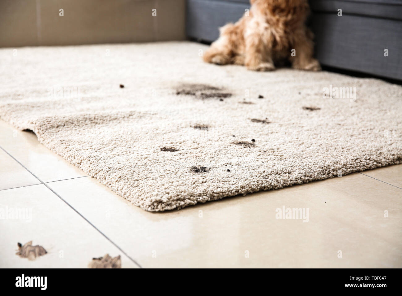Dirty dog trails on carpet Stock Photo - Alamy