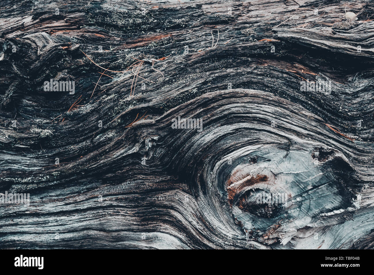 Old log with wood texture as background Stock Photo - Alamy