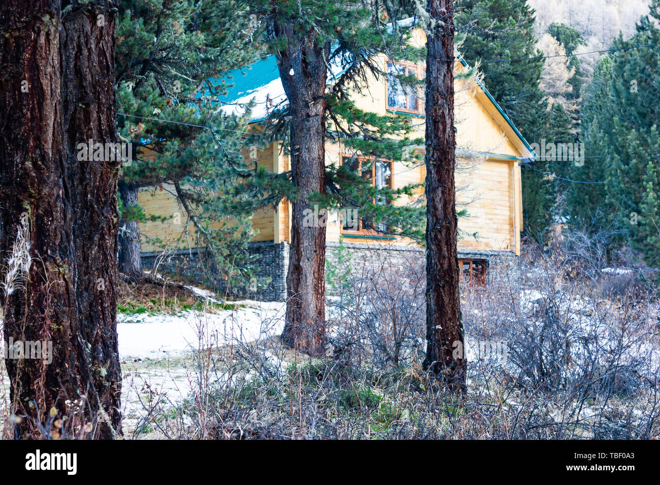 Wooden house in pine forest. Building is hidden behind trees. Outdoor ...