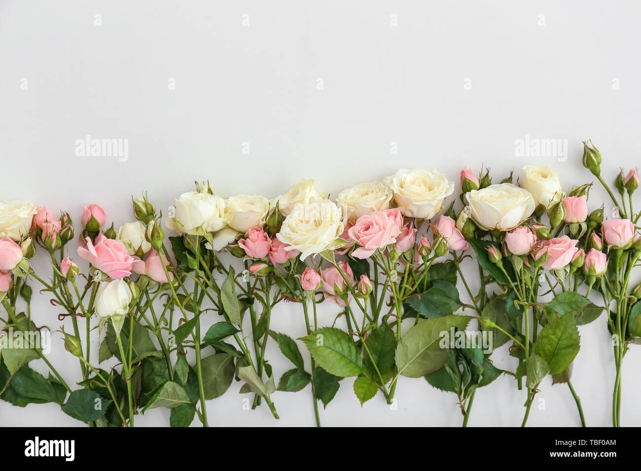 Beautiful fresh roses on white background Stock Photo - Alamy