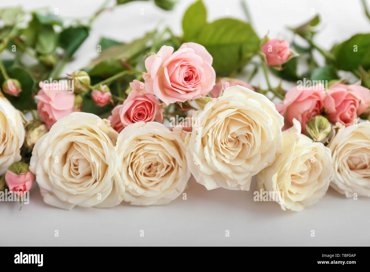 Beautiful fresh roses on white background Stock Photo - Alamy