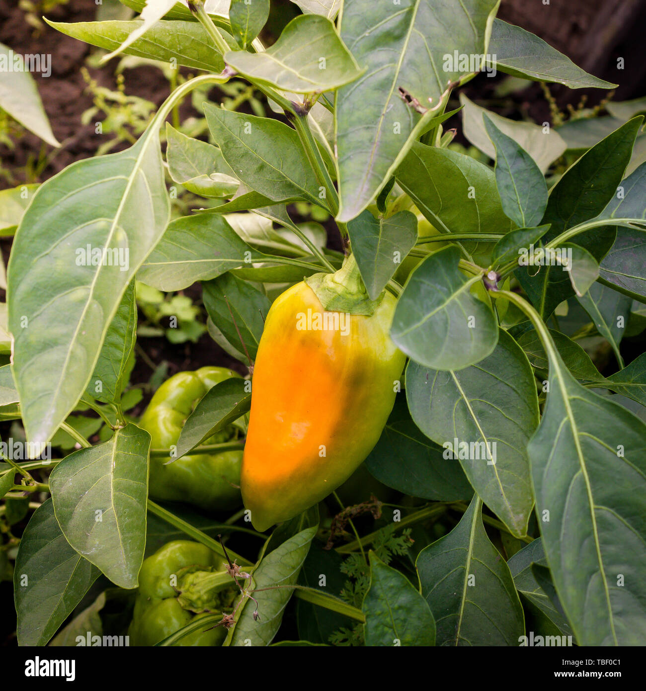Green bell pepper grows hi-res stock photography and images - Alamy
