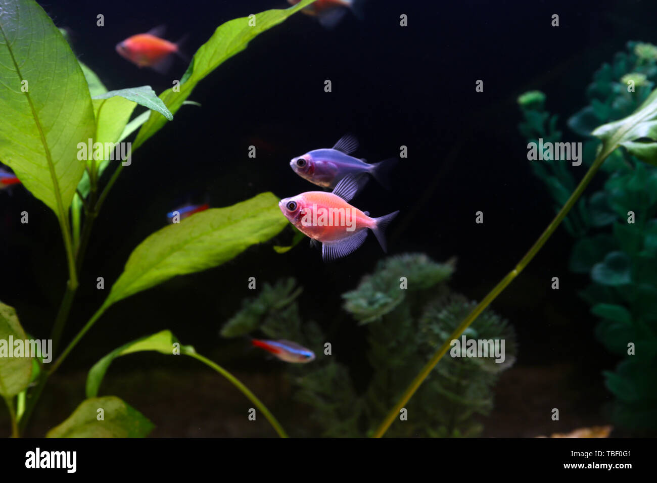Beautiful fish in aquarium Stock Photo - Alamy