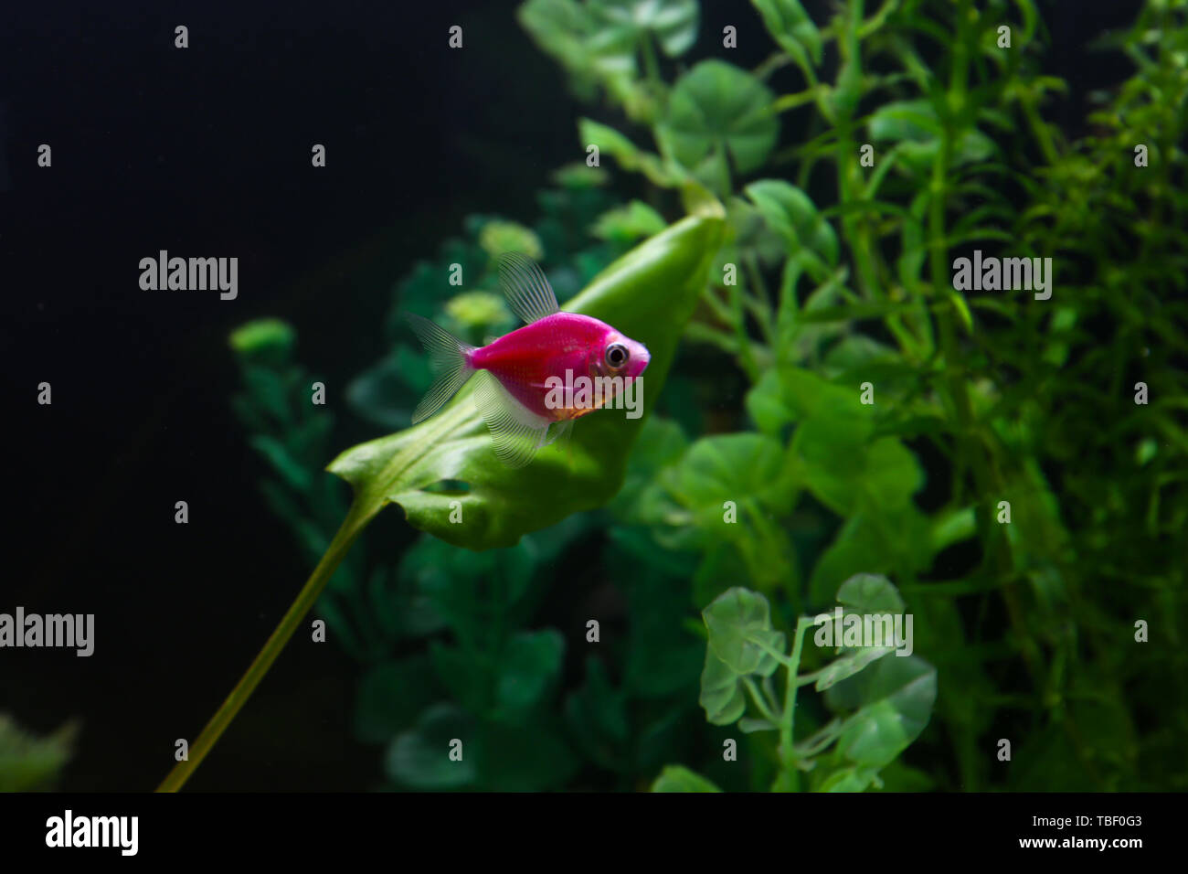 Beautiful fish in aquarium Stock Photo - Alamy