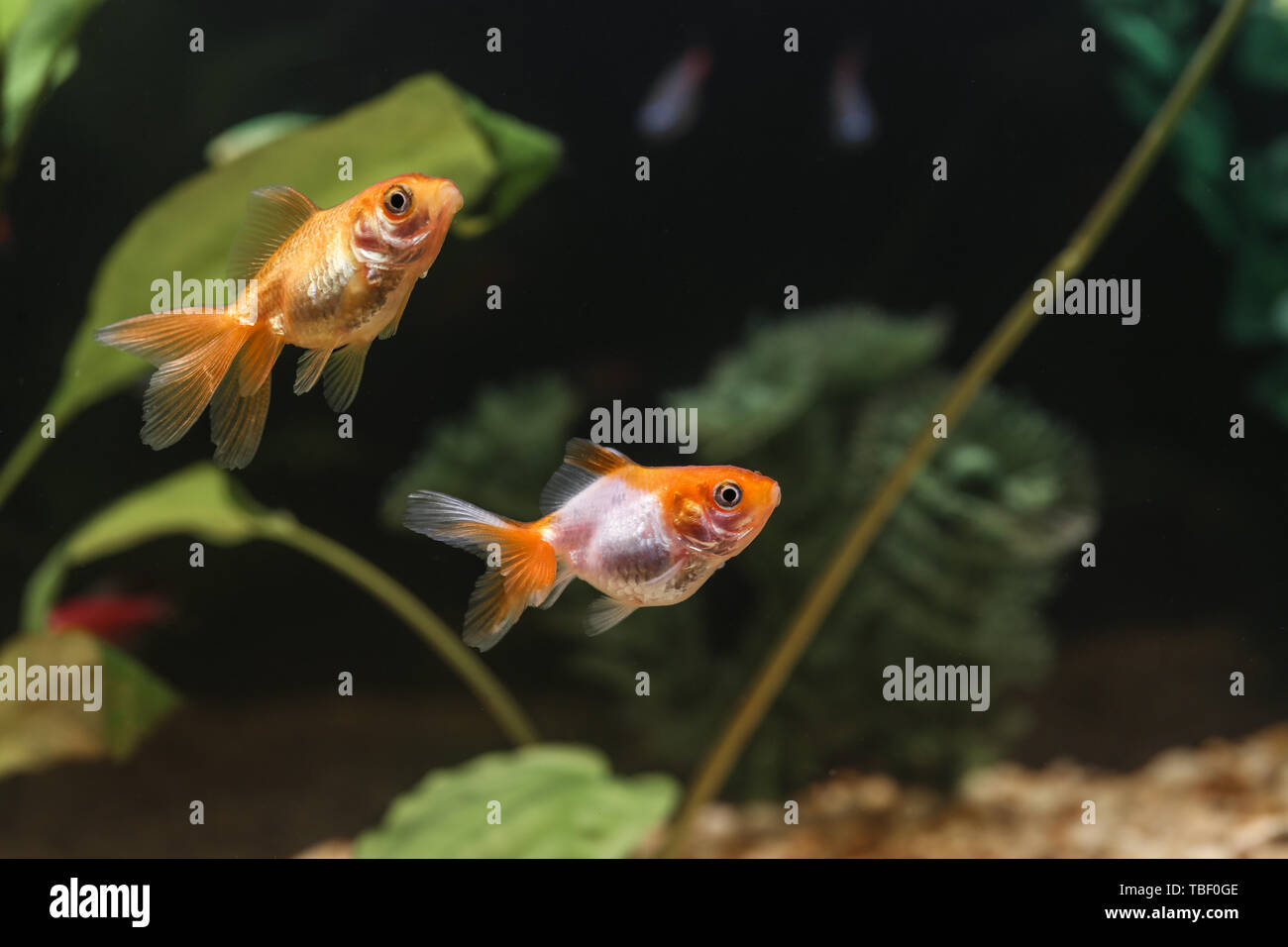 Beautiful fish in aquarium Stock Photo - Alamy