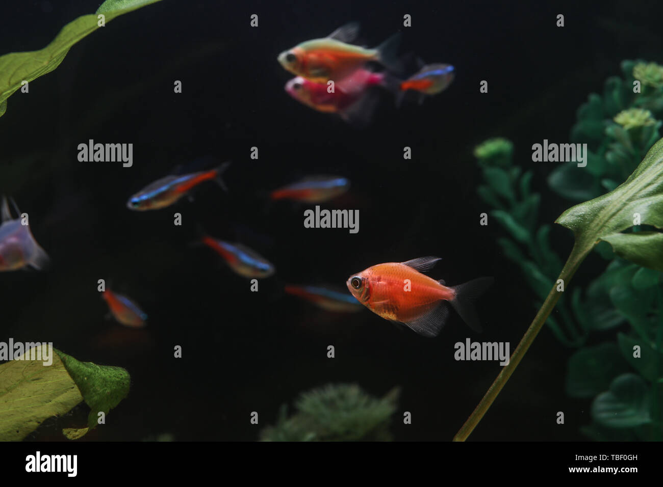 Beautiful fish in aquarium Stock Photo - Alamy