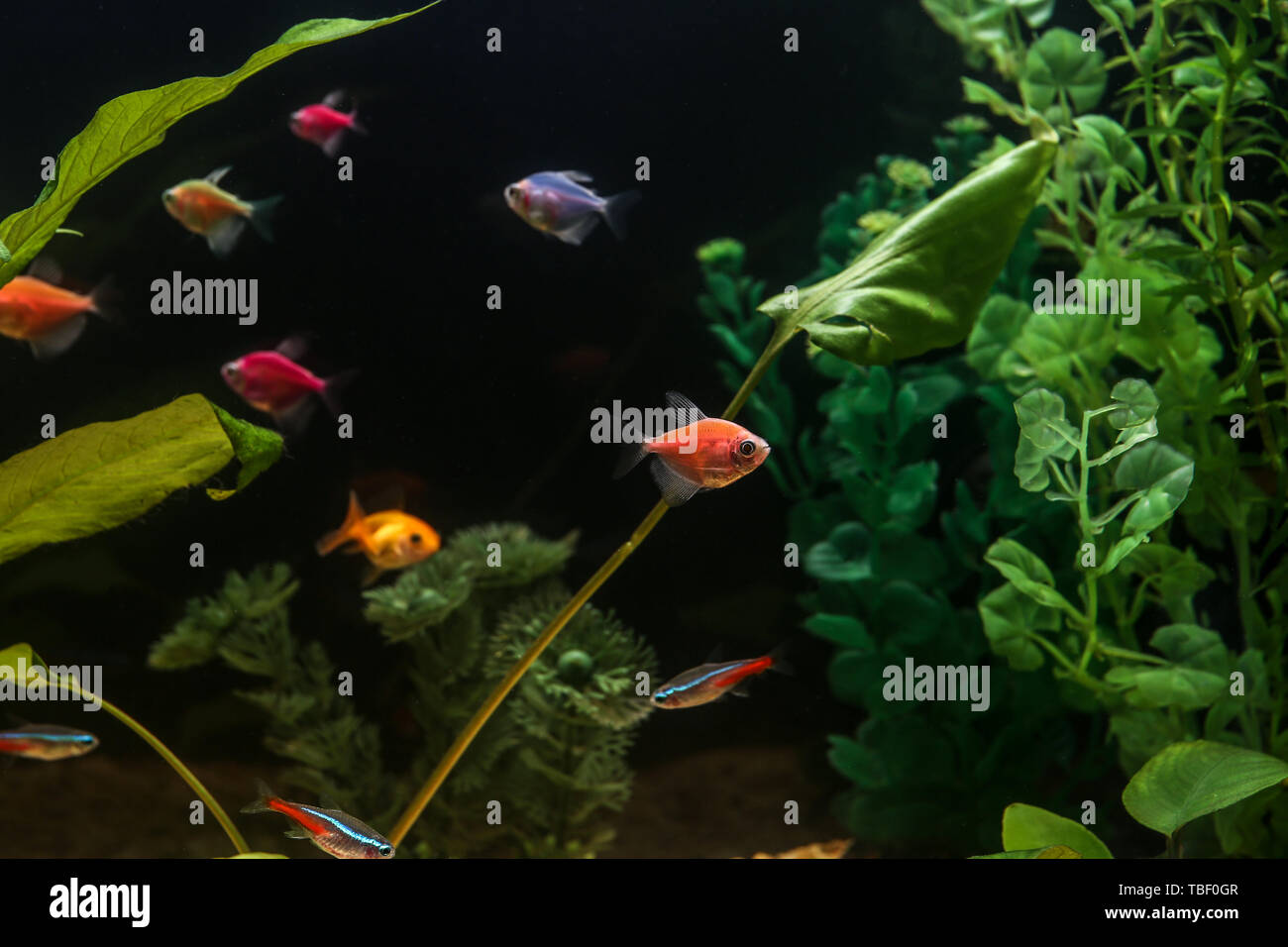 Various fishes in aquarium hi-res stock photography and images - Alamy