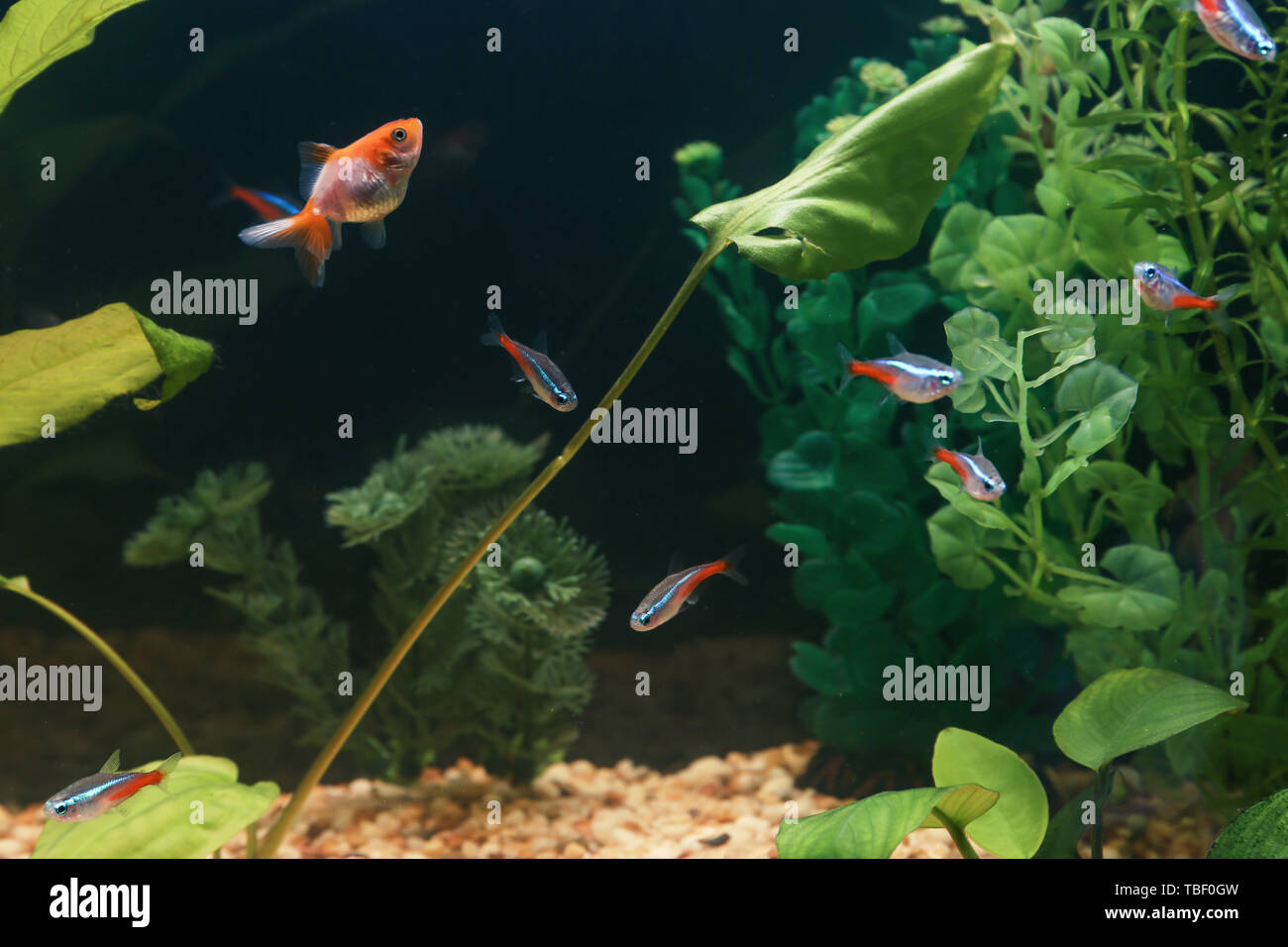 Beautiful fishes in aquarium Stock Photo - Alamy