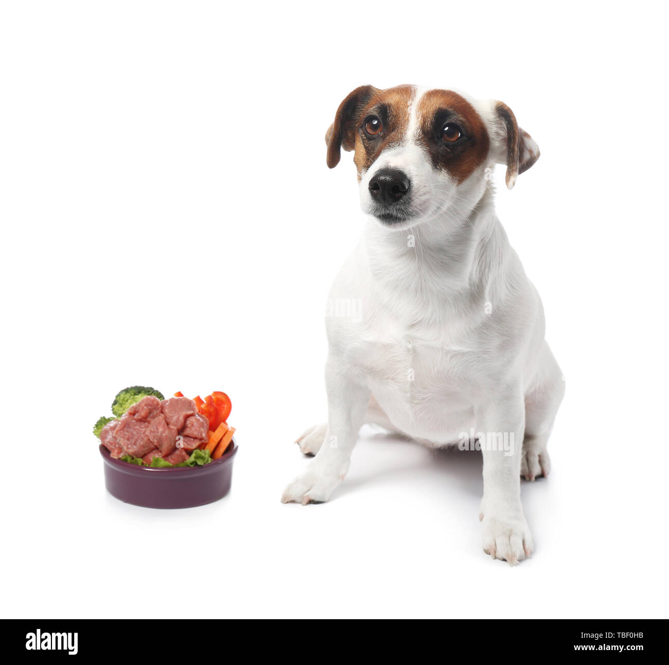 Cute funny dog and bowl with healthy food on white background Stock ...