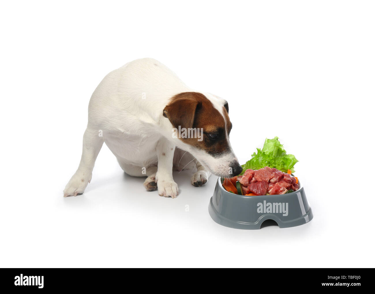 Cute funny dog and bowl with healthy food on white background Stock ...