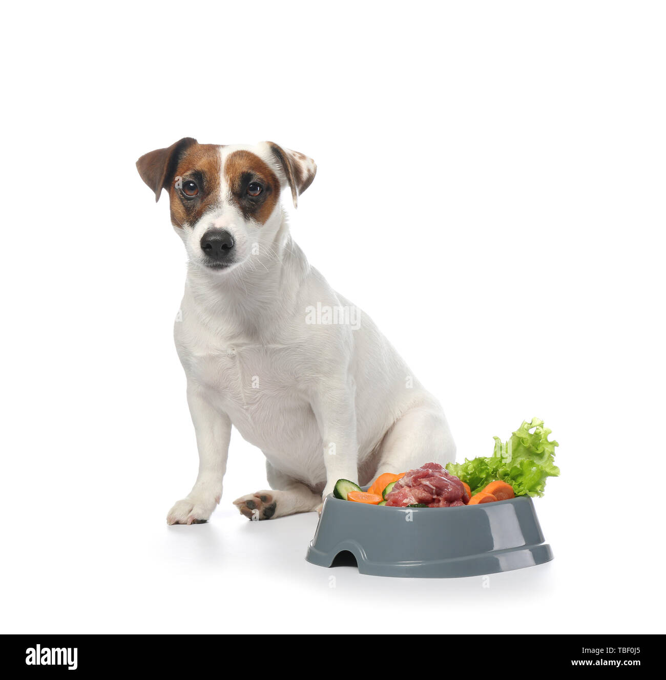 Cute funny dog and bowl with healthy food on white background Stock ...