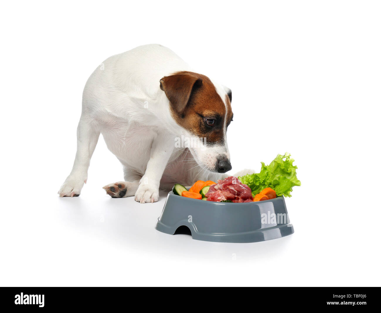 Cute funny dog and bowl with healthy food on white background Stock ...
