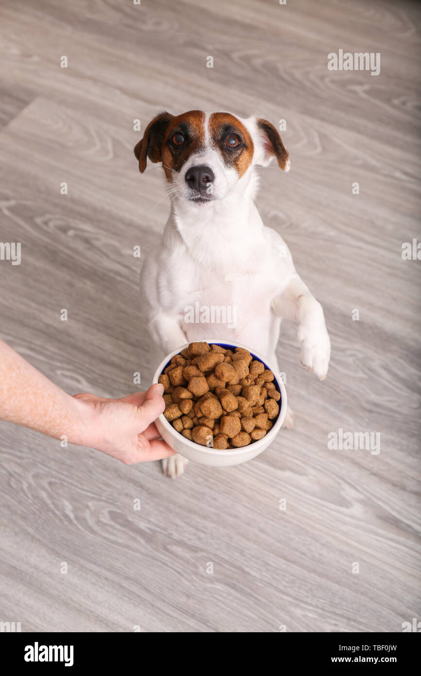 Owner giving feeding bowl hi-res stock photography and images - Alamy