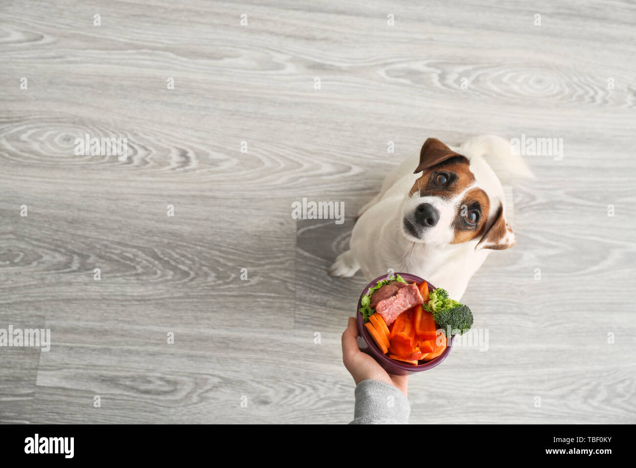 Owner giving feeding bowl hi-res stock photography and images - Alamy