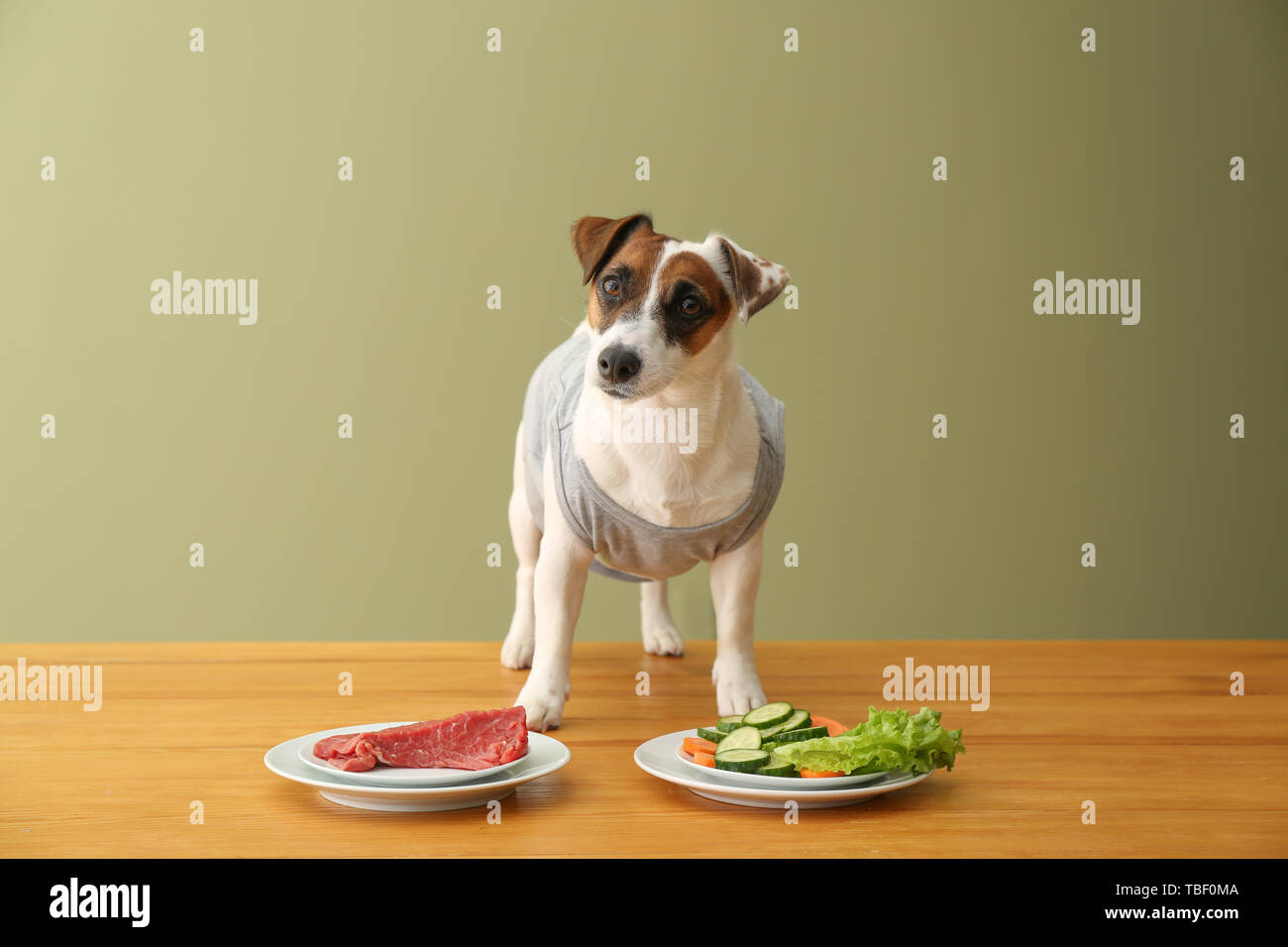 Pet plates hi-res stock photography and images - Alamy