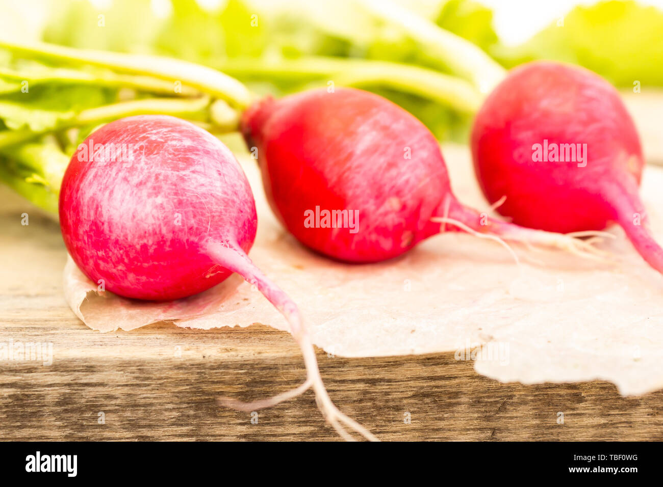 Fruits of red radish on wooden table. Dietary, healthy food. Harvest in ...