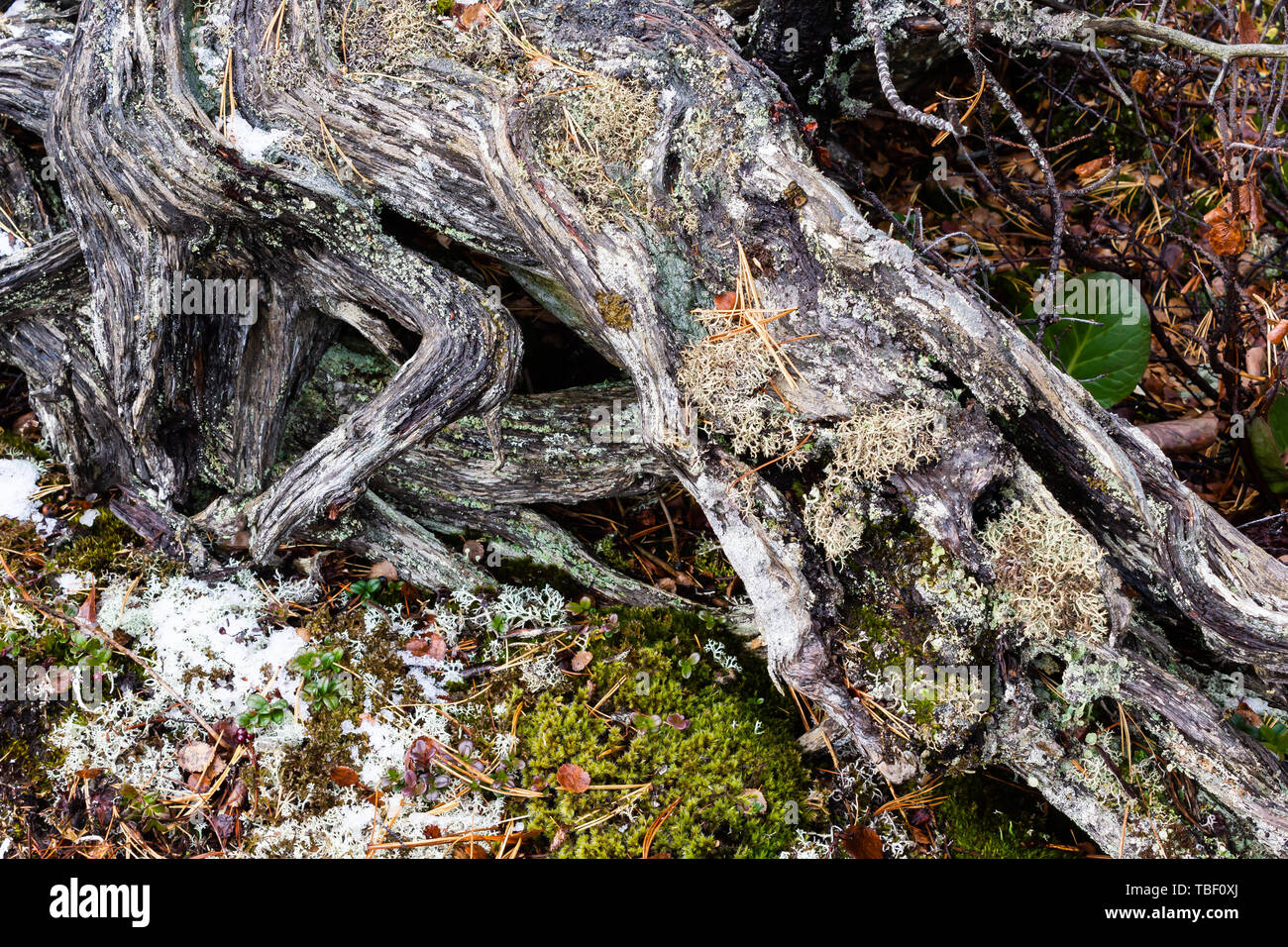 Old tree roots as background Stock Photo - Alamy